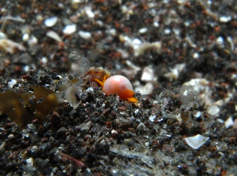 大瀬崎マクロ天国！ 「ツユダマガイ」 Crithe nipponica - 美しい海が永遠でありますように